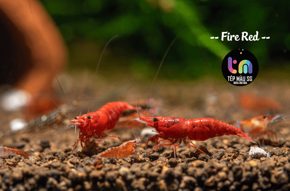 Phân loại 6 dòng Tép Đỏ - SRC, Fire Red, Painted Fire Red, Bloody Mary..